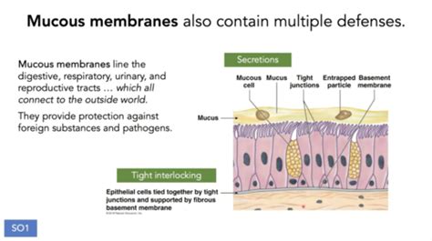 Lecture Flashcards Quizlet Lecture Flashcards Quizlet