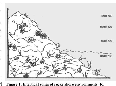 Intertidal Zone Drawing
