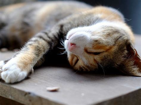 Where Are Cat Nipples Everything You Need To Know About The Nipples Of Your Feline Friends