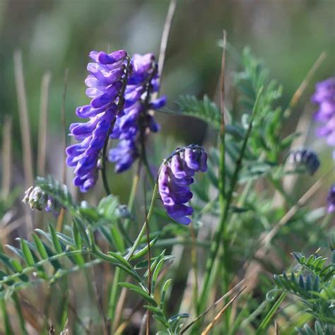 Strawberry Clover Trifolium Fraerum Great Basin Seeds