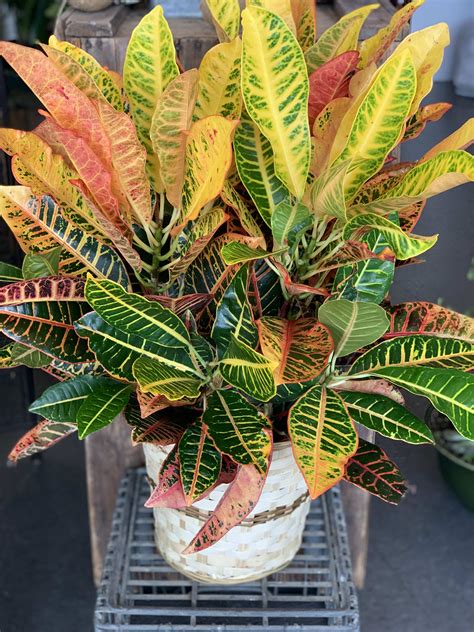 Croton Plant Flower Power At Marvin Wolbert Blog