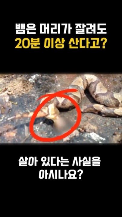 뱀의 신기하고 위험한 비밀 Shorts 쇼츠 Youtube