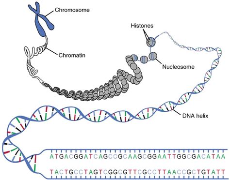 What Is ChIP Seq ATAC Seq