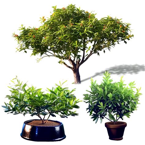 Download Sun Loving Shrubs Png 06122024