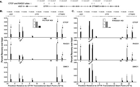 Ctcf And Cohesin Binding Are Interdependent At The Cftr Locus A Ucsc Download Scientific