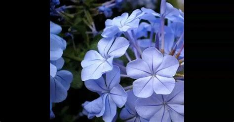 Цвет зимнего Парижа