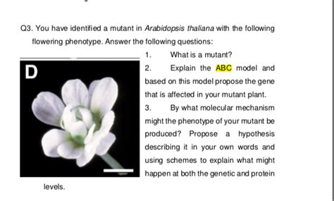 Solved Q3 You Have Identified A Mutant In Arabidopsis