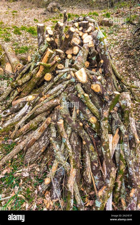 Oak Tree Trunks And Branches Felled And Stacked For Domestic Wood