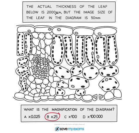 Magnification Calculations A Level Biology Revision Notes