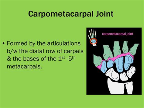 The Hand And Lymphatics Week 6 Ta Review Ppt Download