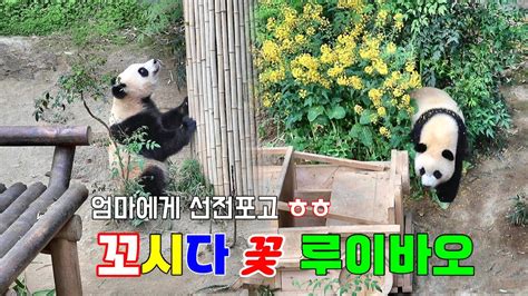 후이바오는 엄마에게 쫓기다 궁지에 몰리자 펄쩍 뛰면서 엄마에게 선전포고 해요 꽃밭으로 마실 나간 루이바오는 싸움 구경 Youtube