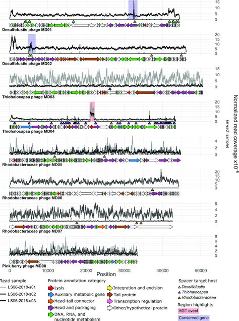 Complete Phage Genomes Vary In Abundance Across Samples And Are Download Scientific Diagram