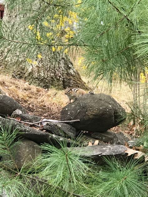 Chipmunk Spring 2020 Unexpected Spring See It