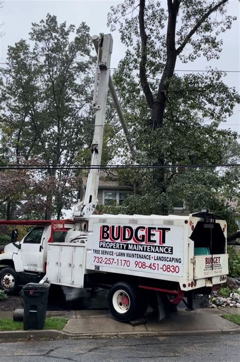 Tree Removal Services Budget Property Maintenance