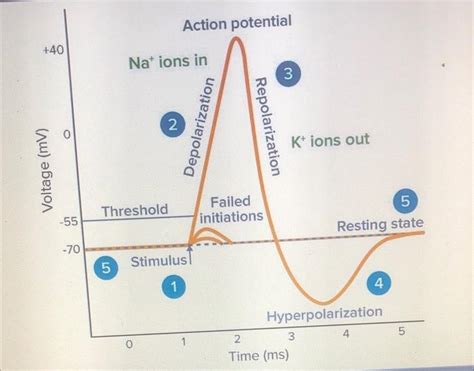 Solved Action Potential 40 Nat Ions In 3 2 Depolarization