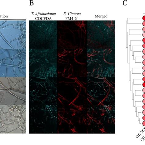 Construction And Enzyme Activity Of T Afroharzianum Engineered