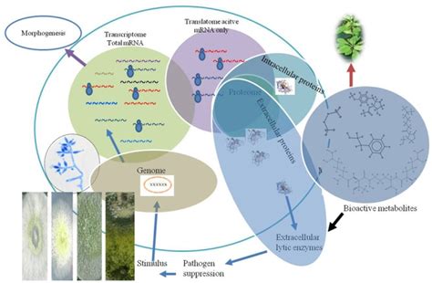 Integrated Translatome And Proteome Approach For Accurate Portraying Of Widespread