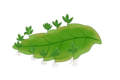 Vegetative Propagation In Bryophyllum