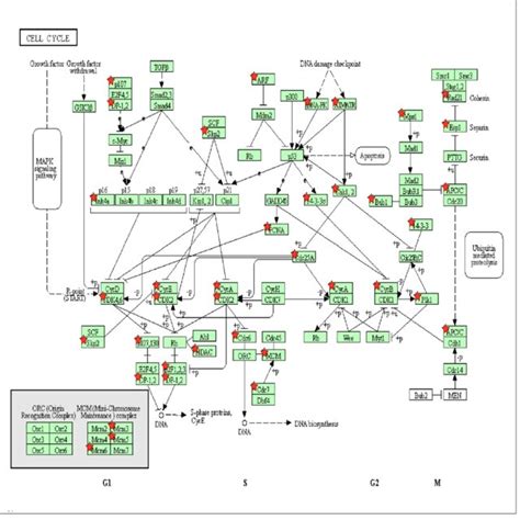 The Upregulated Genes Are Related To The Cell Cycle Pathway The Red
