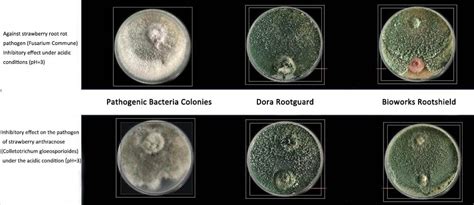 Dora Rootguard Vs Bioworks Rootshield Trichoderma Harzianum T 22
