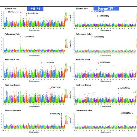 Manhattan Plots Of −log10 P Vs Chromosomal Position Of Snp Markers Download Scientific