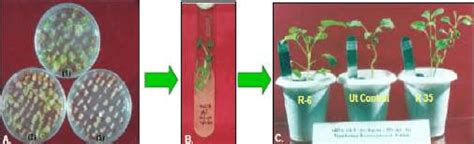 Different Stages Of Brassica Juncea Transformation A Hypocotyl