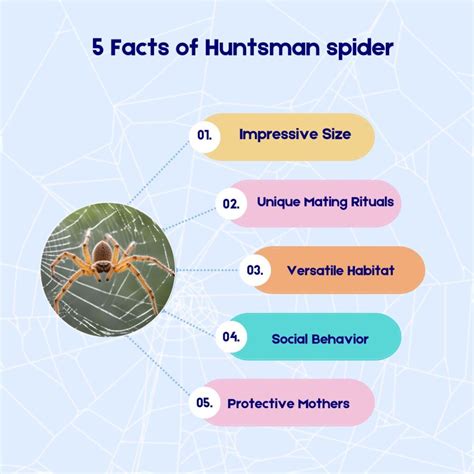 Huntsman Spider Size Life Cycle Bit And Other Facts