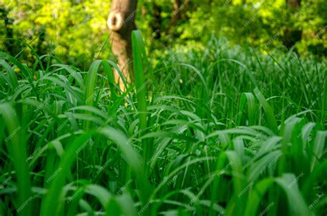 Premium Photo A Tall Grass In A Forest