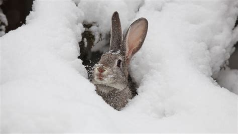 Do Rabbits Hibernate Learn How They Survive Winter Everbreed