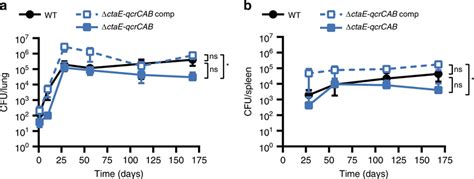 The Cytochrome Bc1 Aa3 Complex Is Dispensable For Growth And