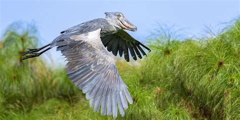 The Monotypic Balaenicipitidae Shoebills
