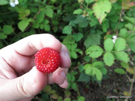Sapinit Philippine Raspberry Sapinit Picking And Bk Va Flickr