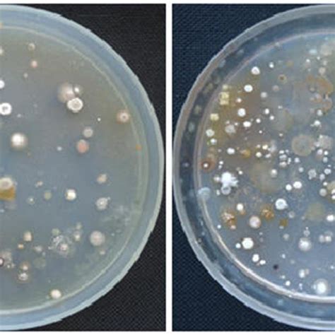 The Number Of Actinomycetes In The Soil Depending On The Phenophase Of