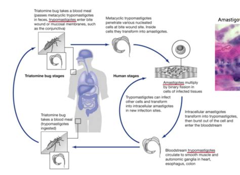 Parasitic Pathogens Of The Cardiovascular And Lymphatic Systems Flashcards Quizlet
