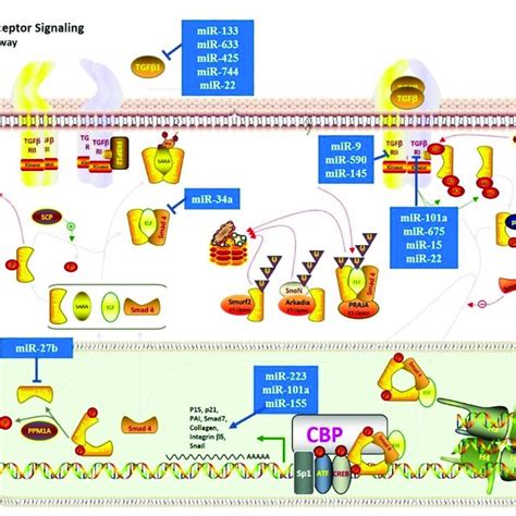Mirnas In The Regulation Of Smad Dependent Canonical Signaling Download Scientific Diagram