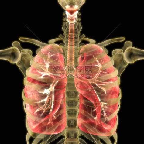 人体呼吸系统肺高清图片下载 正版图片507483978 摄图网