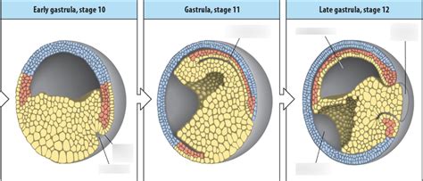 Dev Bio Frog Gastrulation Diagram Quizlet