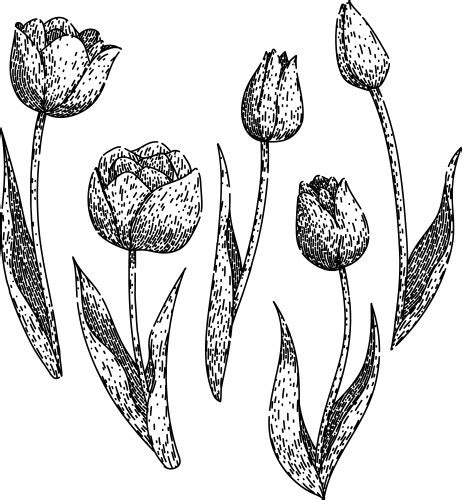 Bouquet Tulip Sketch Hand Drawn Royalty Free Vector Image