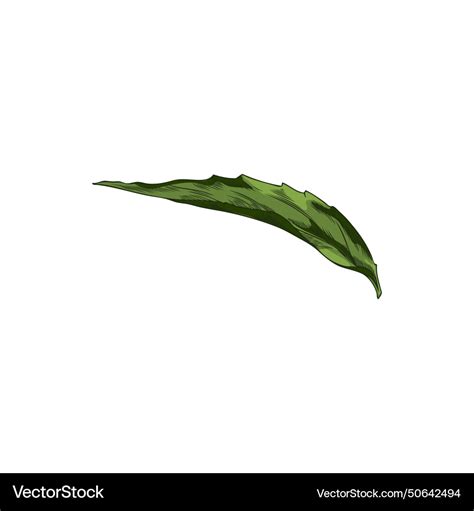 Hand Drawn Green Echinacea Leaf Sketch Style Vector Image