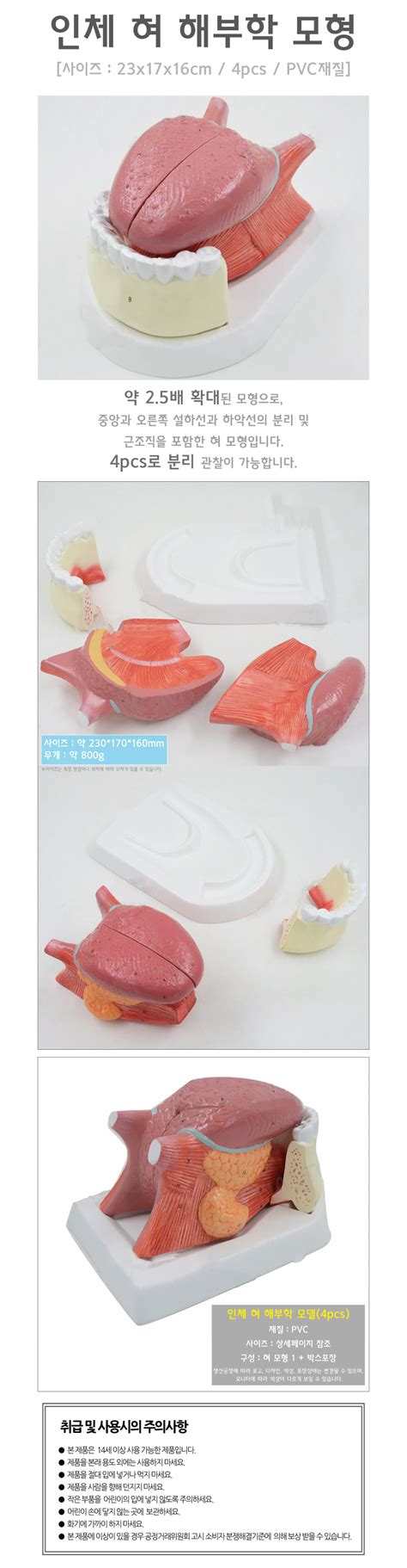 인체 혀 해부학 모형4pcsr 준사이언스