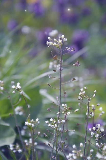 Premium Photo Macro Nature