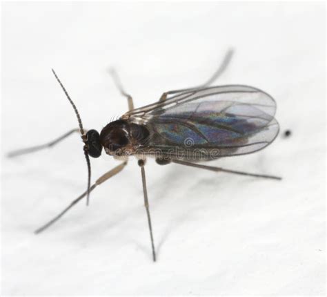 Macro Image Of A Dark Winged Fungus Gnat Sciaridae On Wall Of Flat