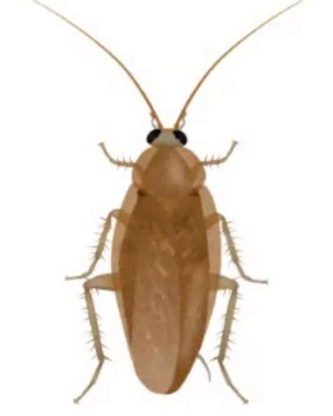 Chat With Roach Enjoy Free Ai Character Roleplay Flowgpt Roach Rp