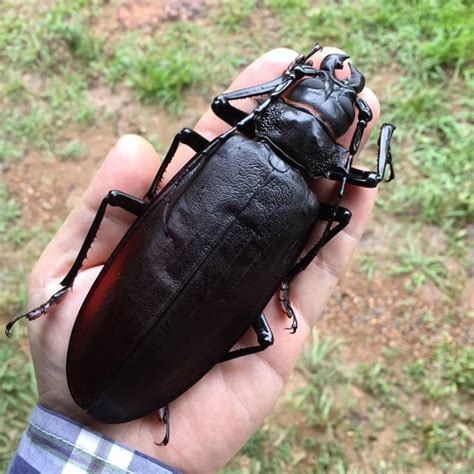Titan Beetle