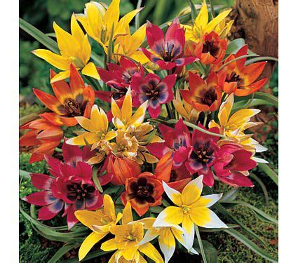 Tulip Types Directory
