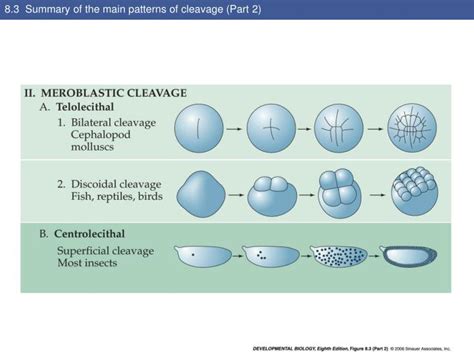 Ppt Know Patterns Of Cleavage Powerpoint Presentation Id 5715775