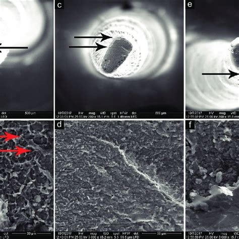 Scanning Electron Micrographs Of The Fractured Surfaces Obtained From Download Scientific