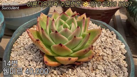 아름다운다육에서 키운 묵둥이 ️창다육 20종 ️ 다육판매 다육이 다육 Youtube