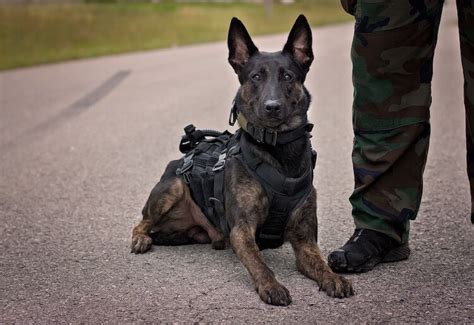 At What Age Is A Dutch Shepherd Full Grown
