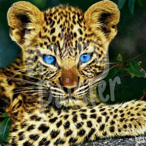 Diamond Painting Kat Panter Hobby Painter Gratis Verzending